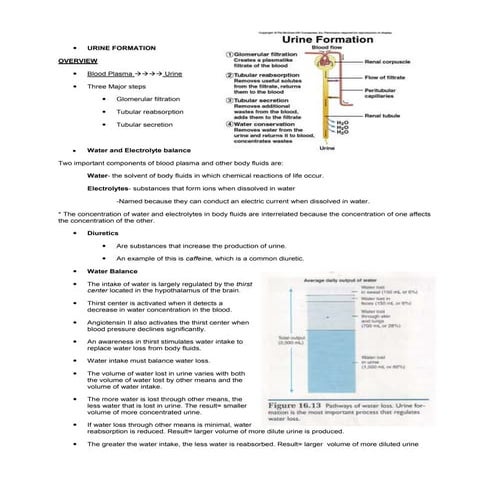 Urine formation, hormonal control | PDF