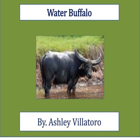 Water Buffalo and thier characteristics .ppt