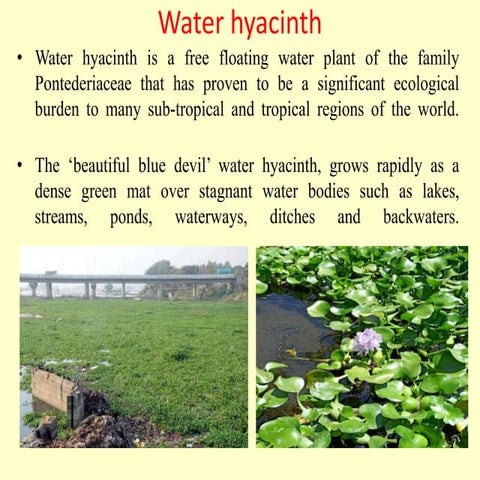 Water hyacinth.pptx