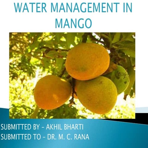 Water management in mango | PPTX