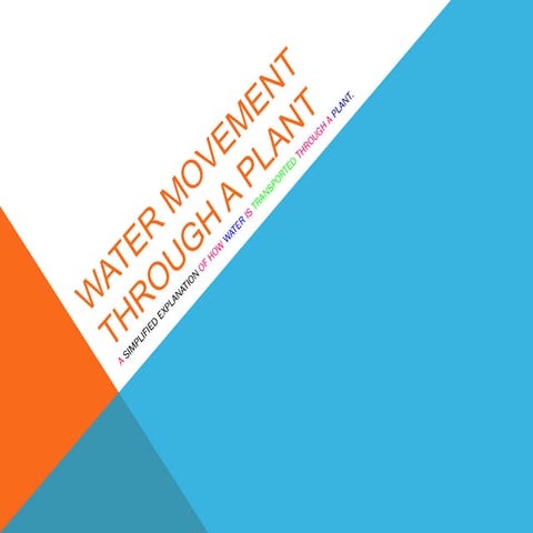 Water Movement Through A Plant | PPT