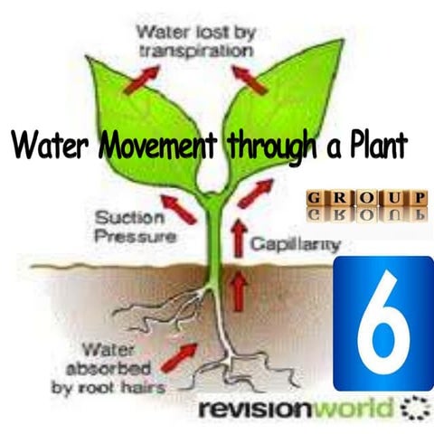 Water movement through a plant | PPTX