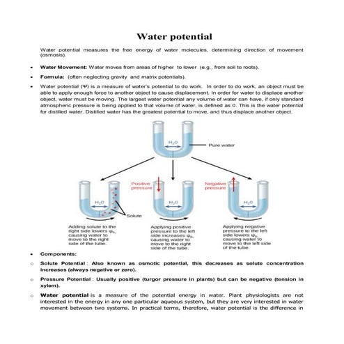 Water potential and its components | PPTX