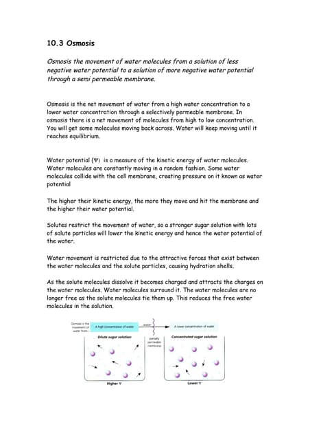 OSMOSIS | PDF