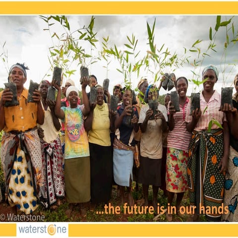 EcoPlanet Bamboo Troy Wiseman Article | PDF