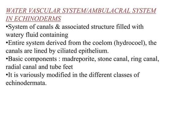 Canal system in sponges.pptx