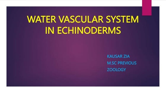 WATER VASCULAR SYSTEM IN ECHINODERMATA-1.pptx