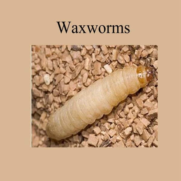 Waxworm Grade 1 | PPT