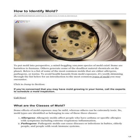 Ways to Identify Dangerous Mold | PDF