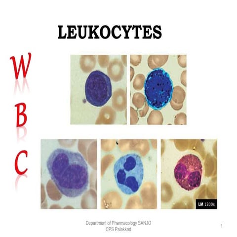 Anatomy and Physiology of WBC, Structure | PPT