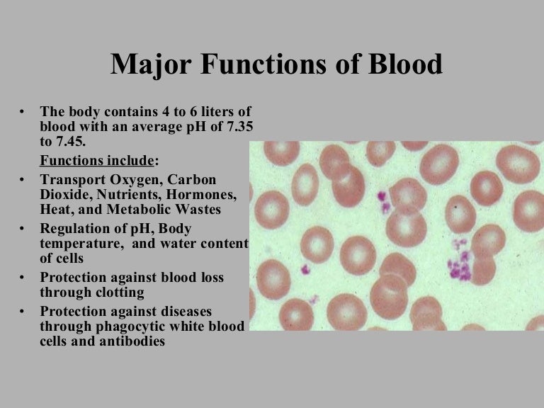 Wbc structure and functions
