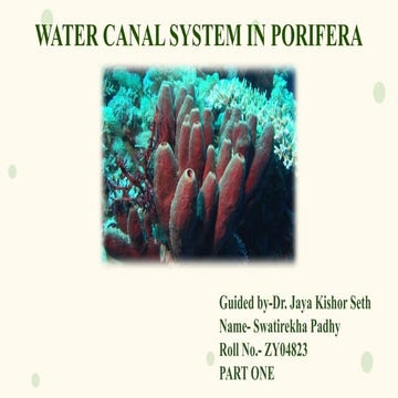 Water canal system in porifera Phylum __ | PPTX