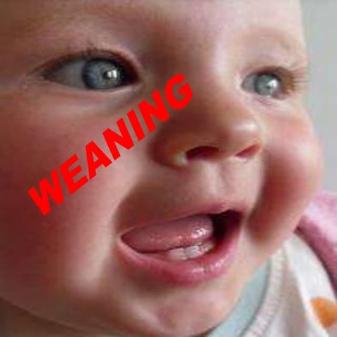 Paladai feeding | PPTX