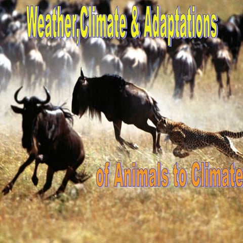 LessonWeather Climate and Adaptation 2.ppt