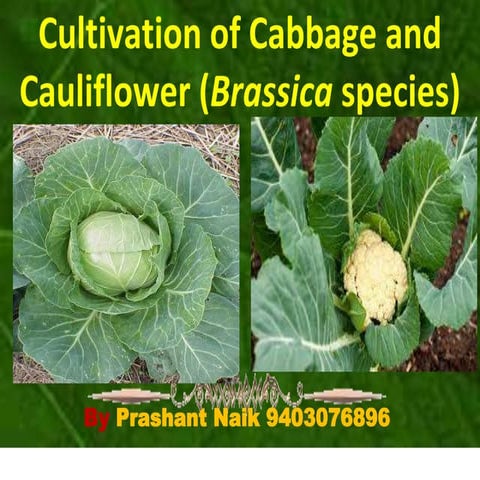 Webinar 13 Cole crops.pptx