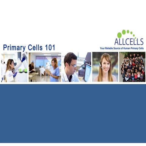 Primary Cells 101 Ppt