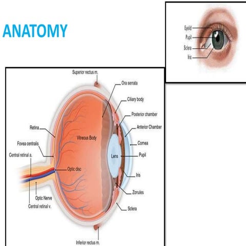 Anatomy of the Eye: Human Eye Anatomy | Aakash Eye Hospital | PPT