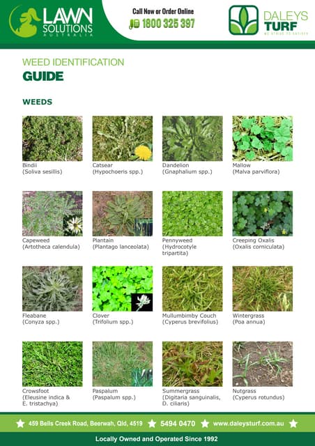 weed identification Guide | PDF