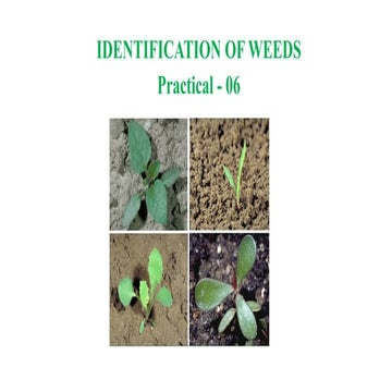 Classification of weeds | DOCX