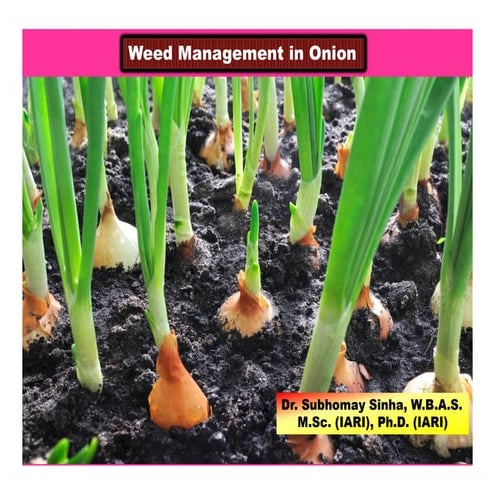 Weed control strategy in onion | PDF