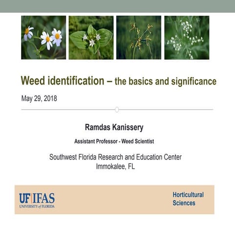 University Of Florida Weed Identification 6. Weeds | NC State