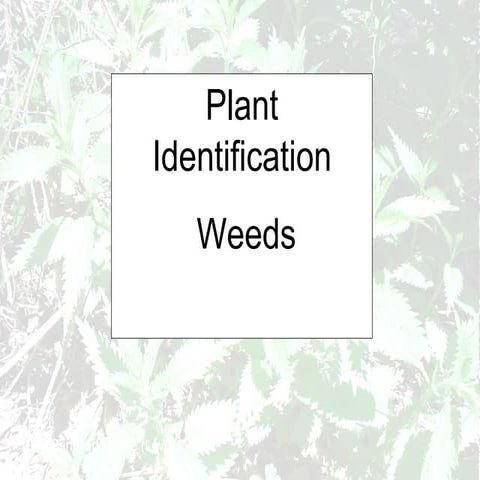 RHS Level 2 Weeds activity | PPT