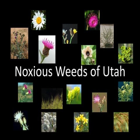 Weeds of utah | PPTX