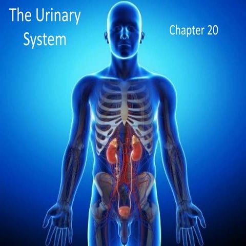Anatomy unit 4 digestive and excretory systems excretory notes | PPT