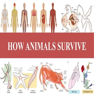 Animal organ systems | PPTX