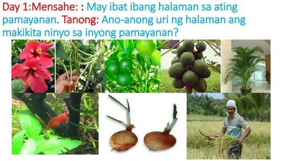 MGA IBA’T IBANG BAHAGI NG HALAMAN (2).pptx