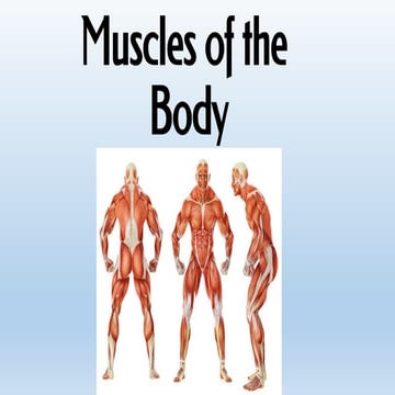 GCSE PE Revision: Antagonistic muscle pairs | PPTX
