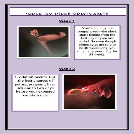 Week by week pregnancy | PDF