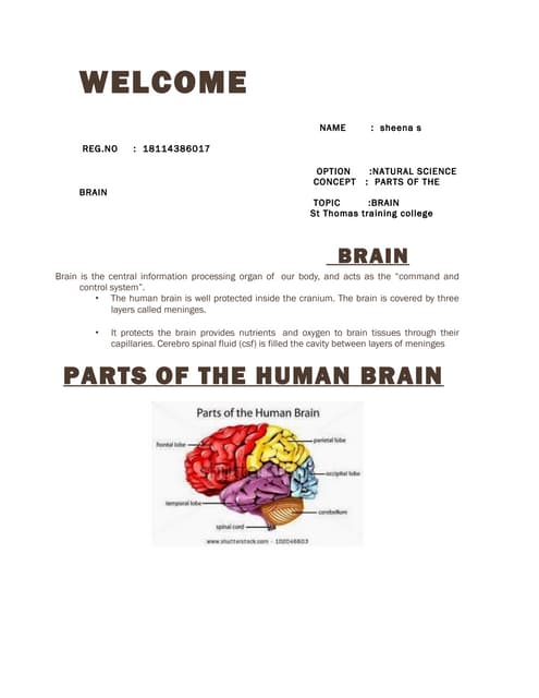 The Human Brain, Its Parts and Functions | PPTX