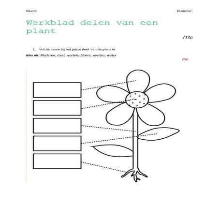 Werkblad delen van een plant ( WO natuur).docx