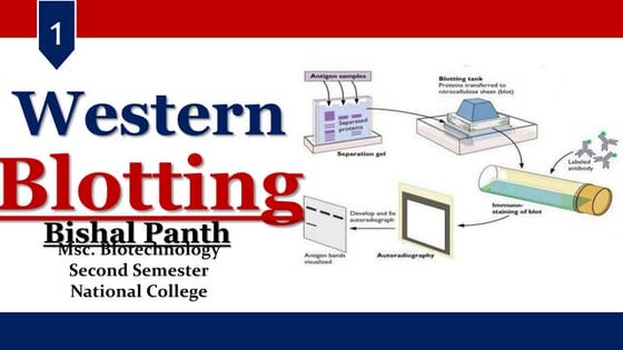 Western Blotting Technique | PPTX | Chemistry | Science