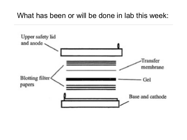 Western Blotting Diagram