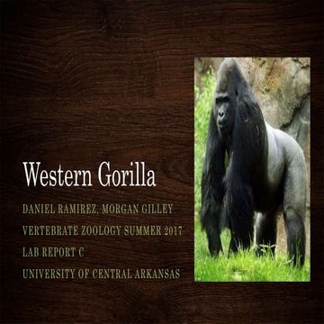 Western gorilla | PPT
