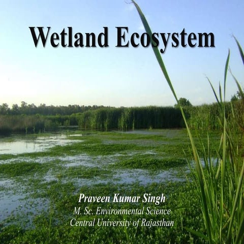 Wetland Ecosystem | PPTX