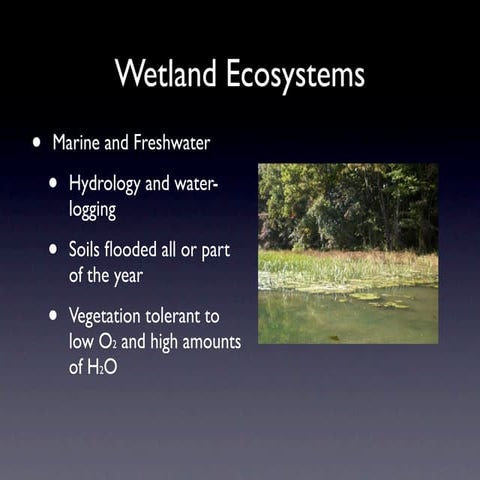 Wetland Ecosystems | ZIP