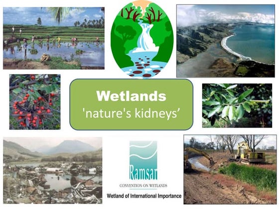 Wetlands | PPT