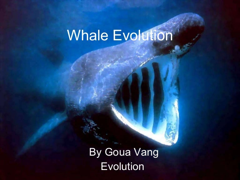Whale evolution