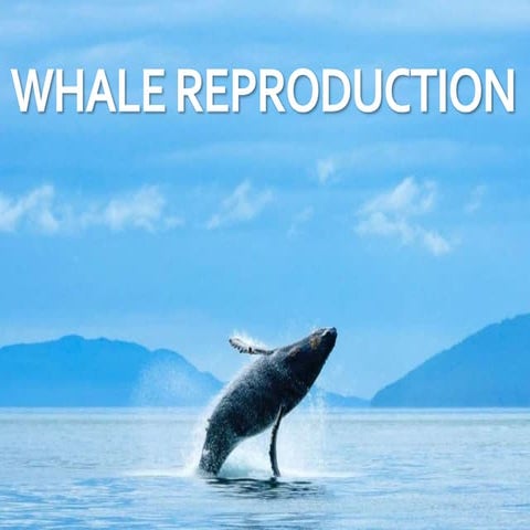 Whale reproduction | PPTX