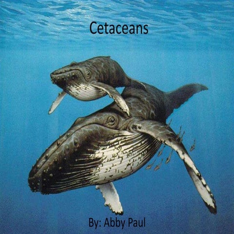 Whales | PPTX