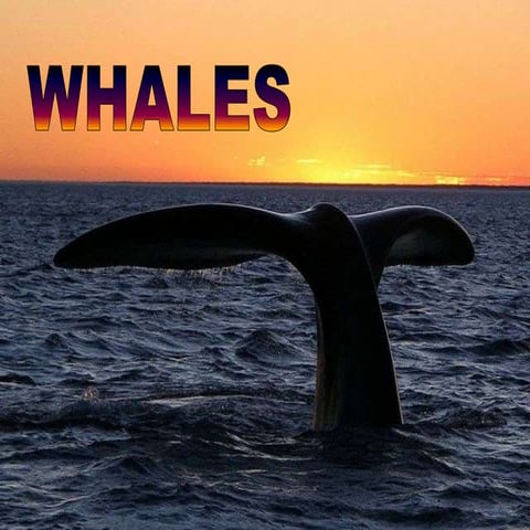 Whales | PPT