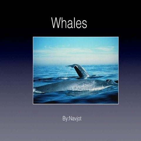 Whales | PPT