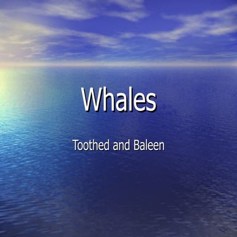 Whales | PPT