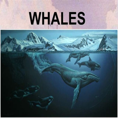Whales.ppt | PPSX
