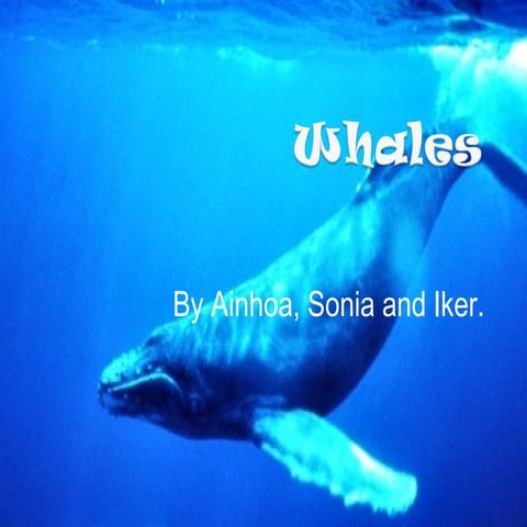 Whales | PPT