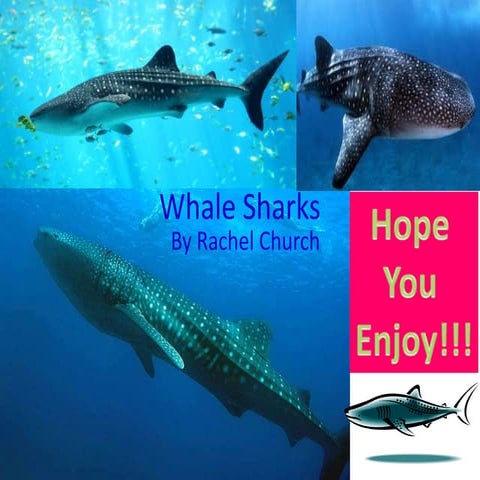 Whale sharks | PPTX