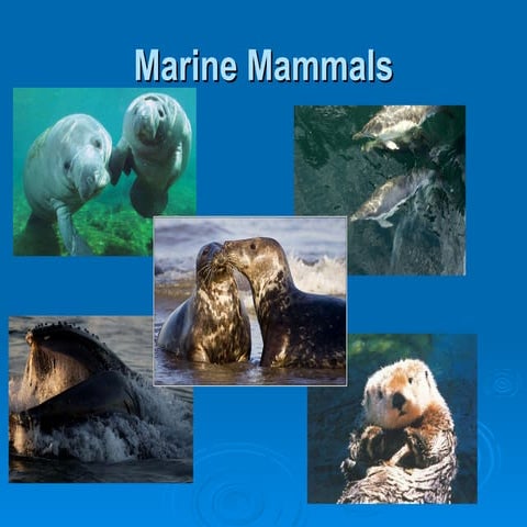 Whales Of Long Island New | PPT